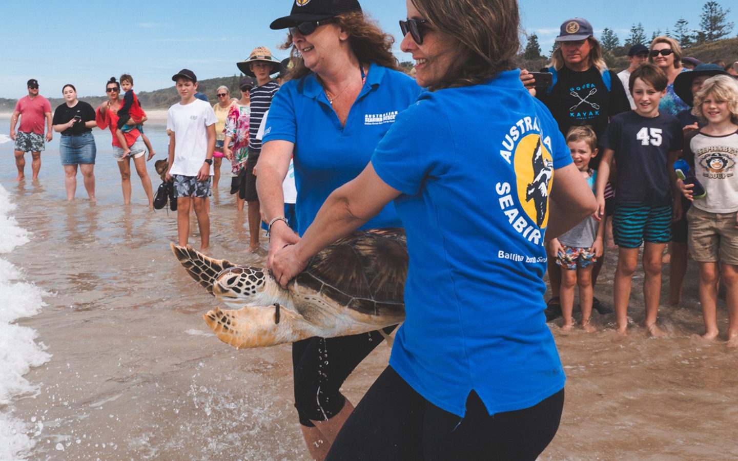 FORGET VISITING ZOO'S: Why not save turtles plastic pollution in Byron Bay?