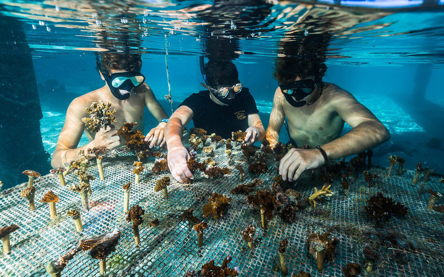Adopt a new piece of coral in Tahiti and meet the teenage gardeners who ...
