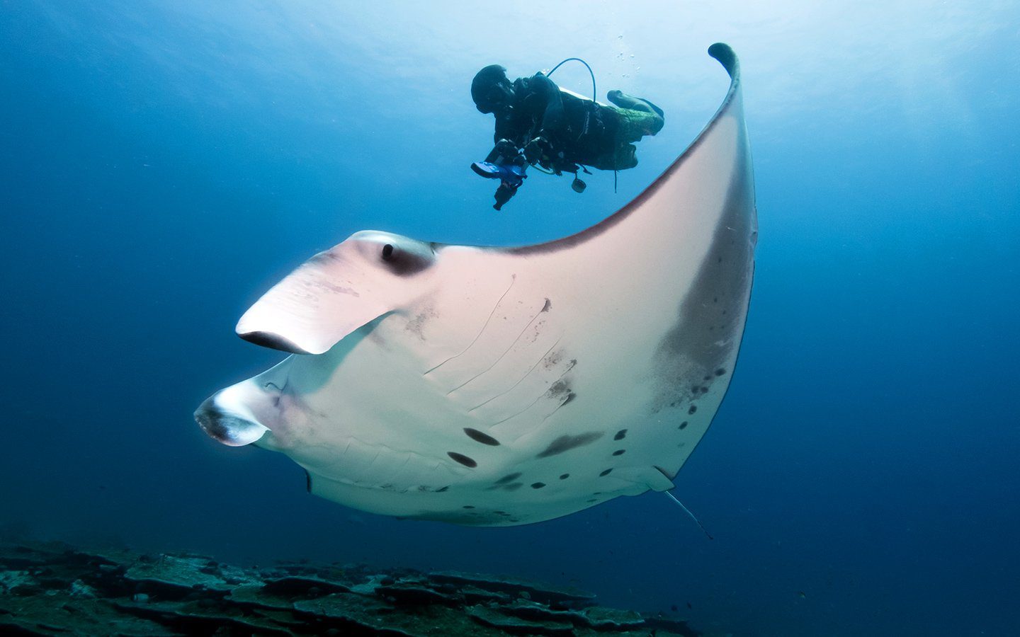 MAGIC MANTA'S: Six Senses Laamu recognised as leaders in Maldives ...