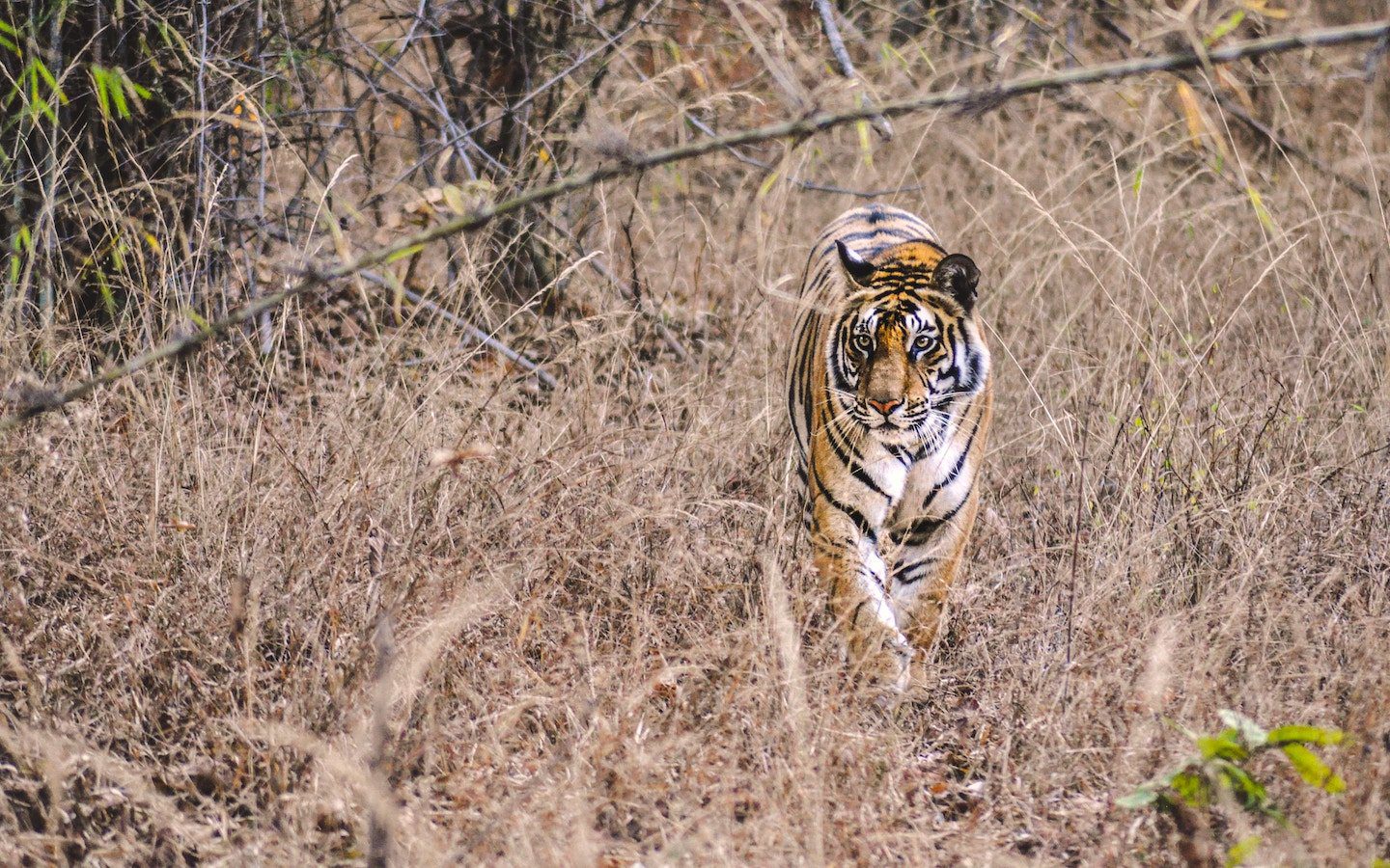 TIGER TEARS: Heartbreak and blame as 86 rescued Thai tigers die